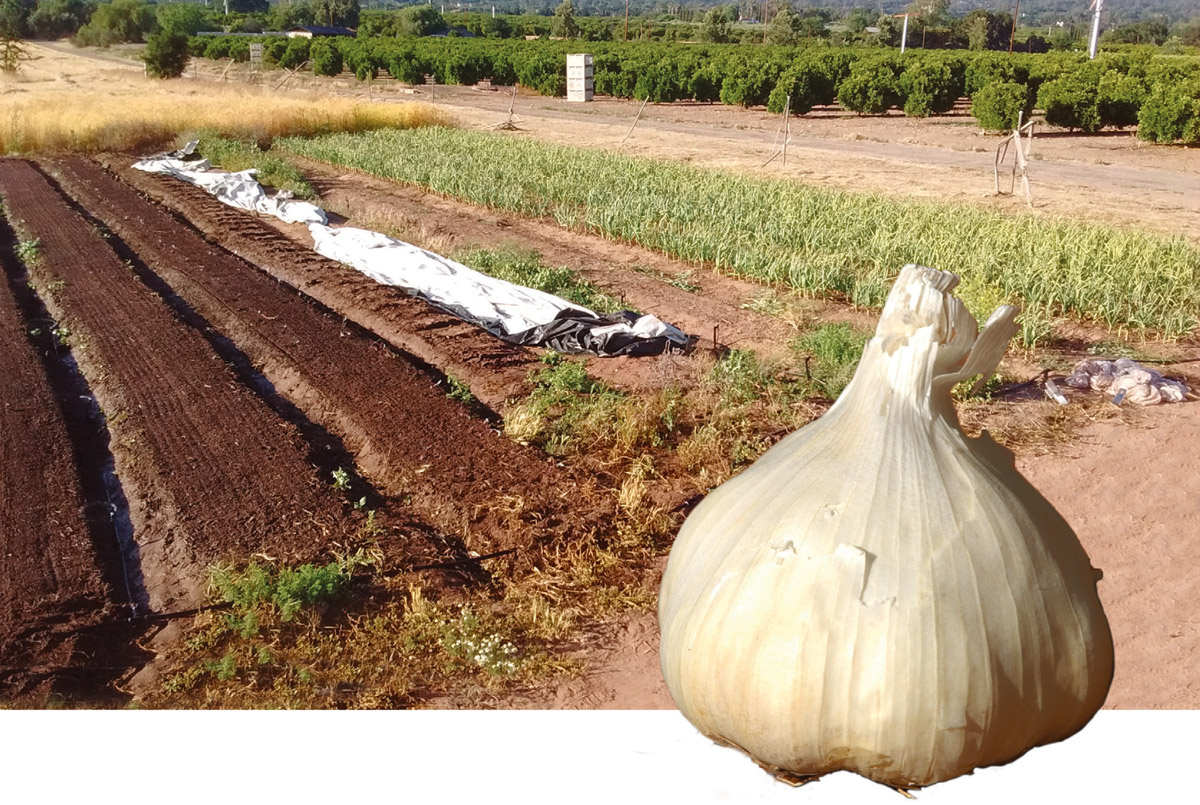 Garlic: The Stinking Rose
