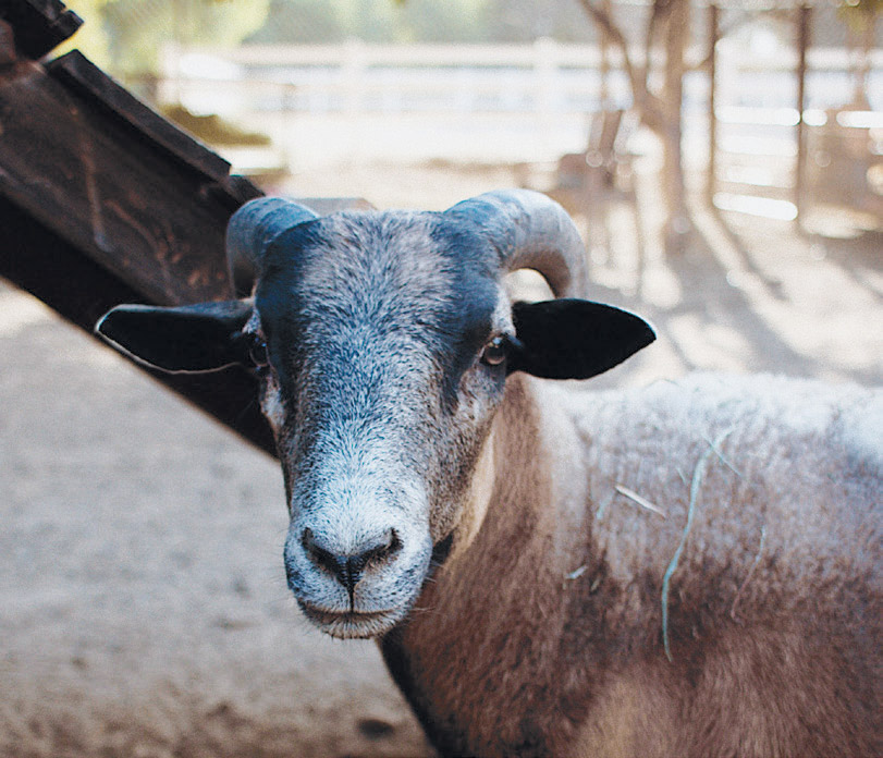 Animals Win Big at The Little Farm