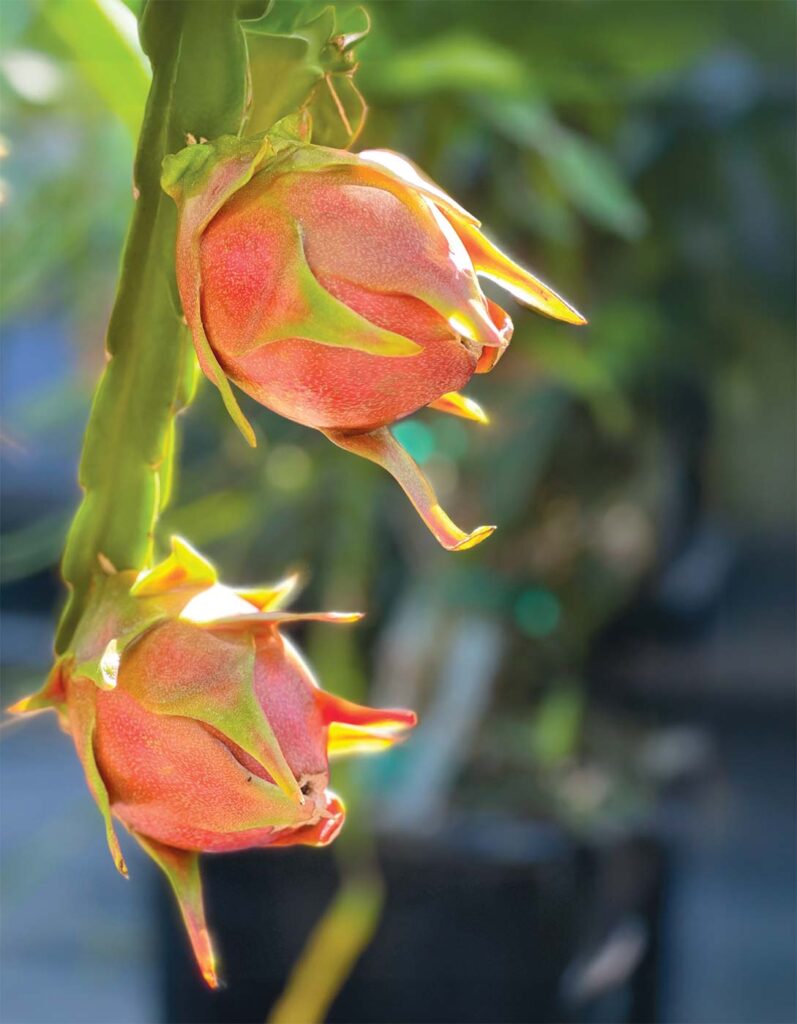 Welcome to Edible Ojai & Ventura County - Edible Ojai & Ventura County